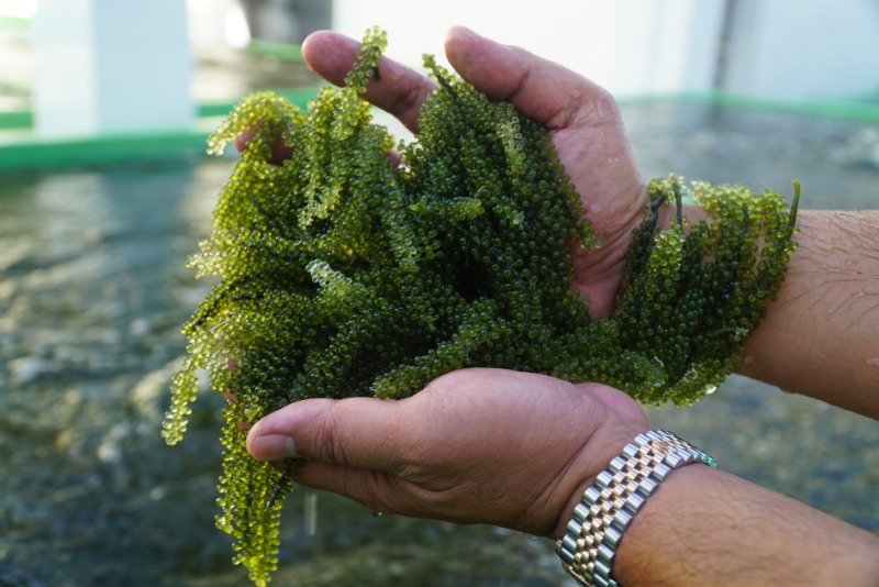 KHÁM PHÁ VÙNG NUÔI RONG NHO BIỂN ĐẠT KỶ LỤC SẢN LƯỢNG LỚN NHẤT VIỆT NAM